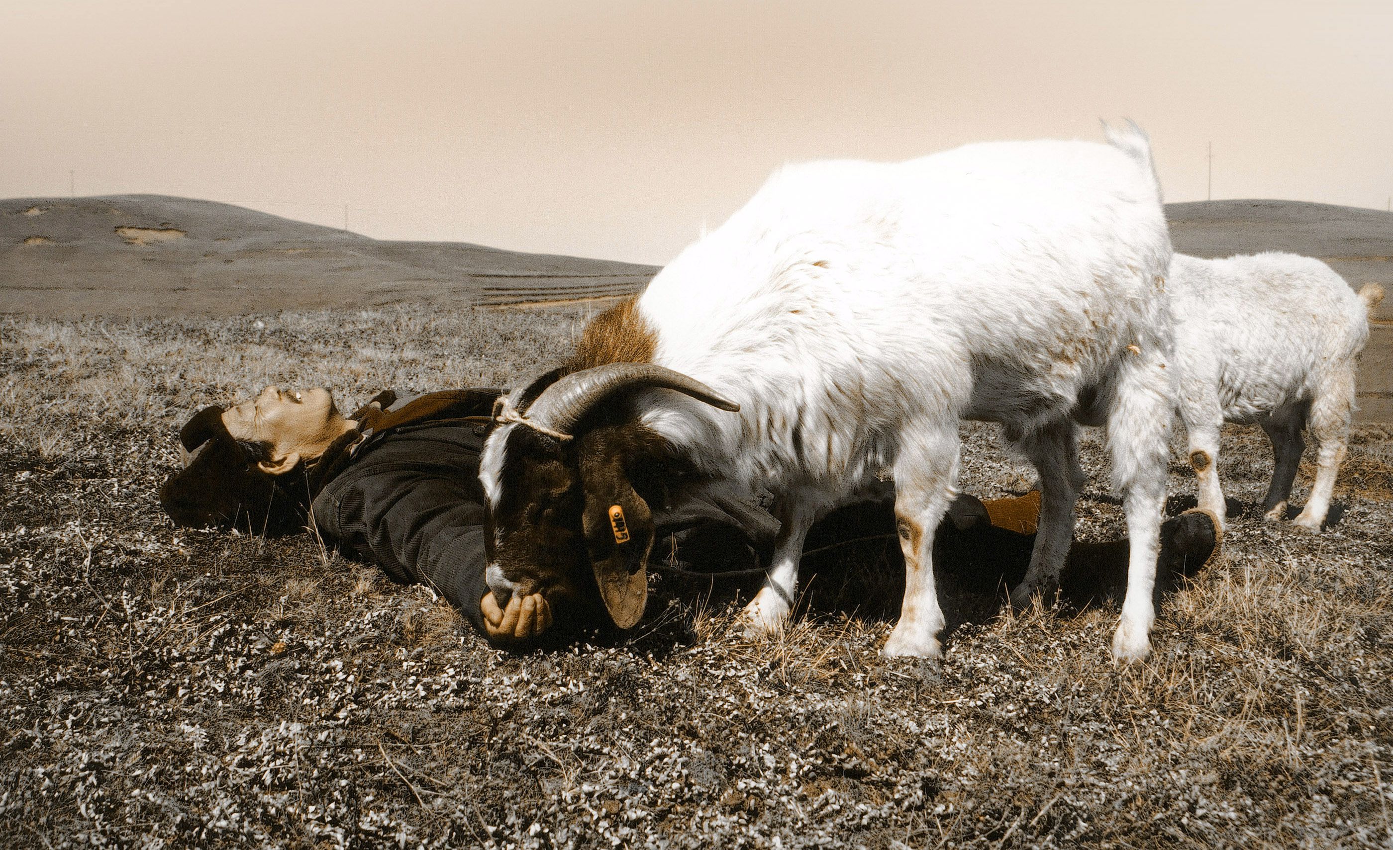Review: Two Great Sheep - Slant Magazine